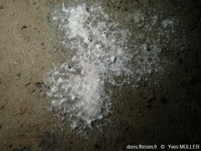 Havrella mirabilis | DORIS