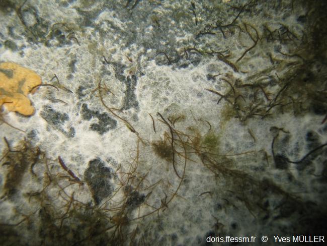 Beggiatoa mirabilis | DORIS