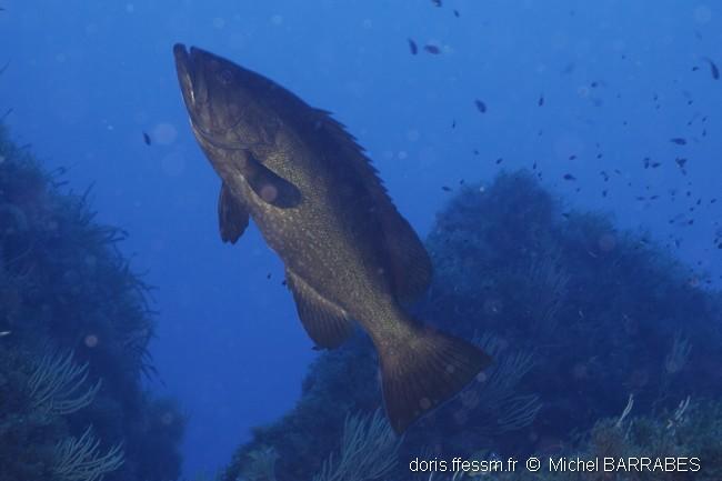 Mycteroperca rubra | DORIS