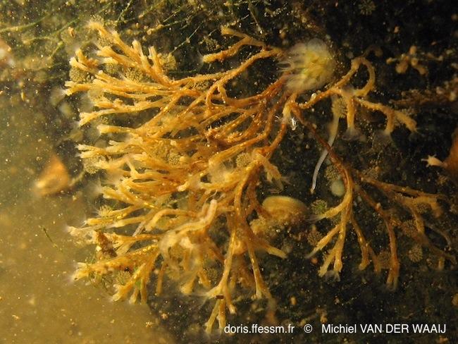 Plumatella fruticosa | DORIS