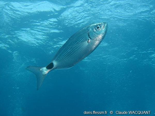 Oblada melanura | DORIS