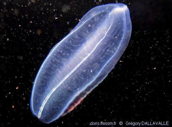 Beroe ovata | DORIS