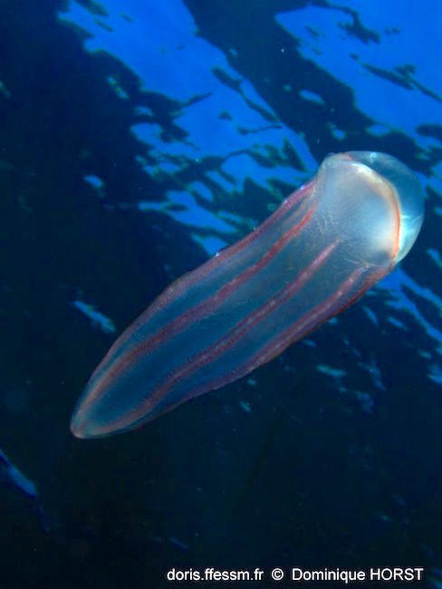 Beroe forskalii | DORIS