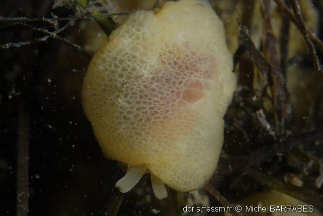 Berthella plumula | DORIS