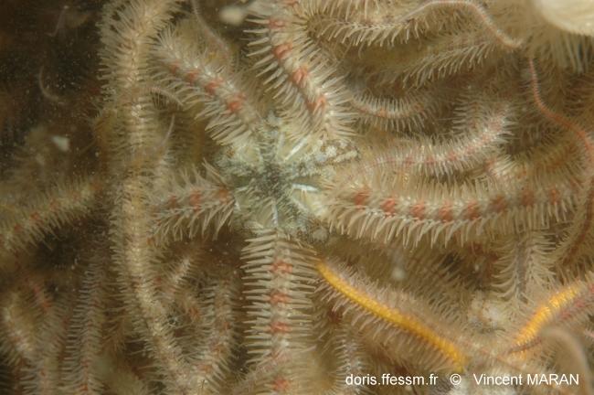 Ophiothrix fragilis | DORIS