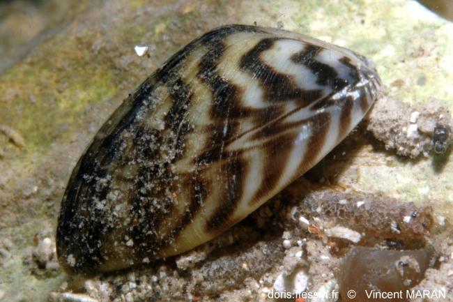 Dreissena polymorpha | DORIS
