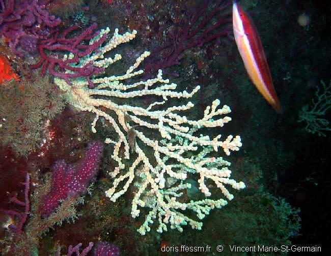 Savalia savaglia | DORIS