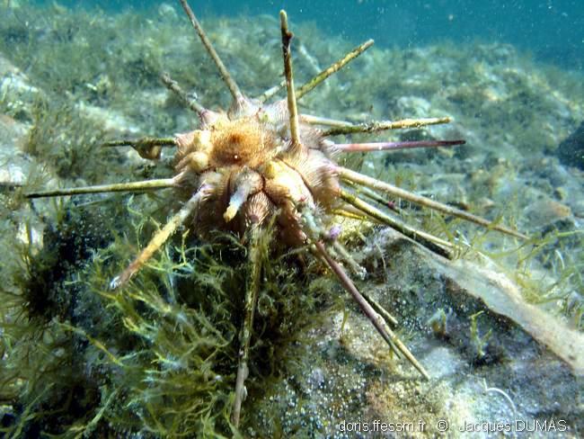 Cidaris cidaris | DORIS