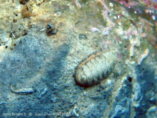 Lepidopleurus cajetanus | DORIS