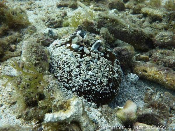 Meoma ventricosa | DORIS