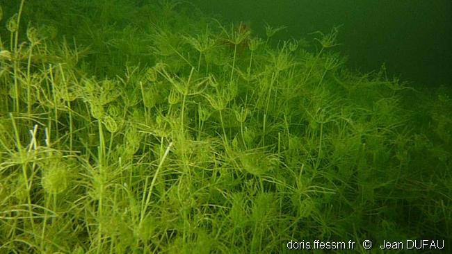 Characeae (famille) | DORIS