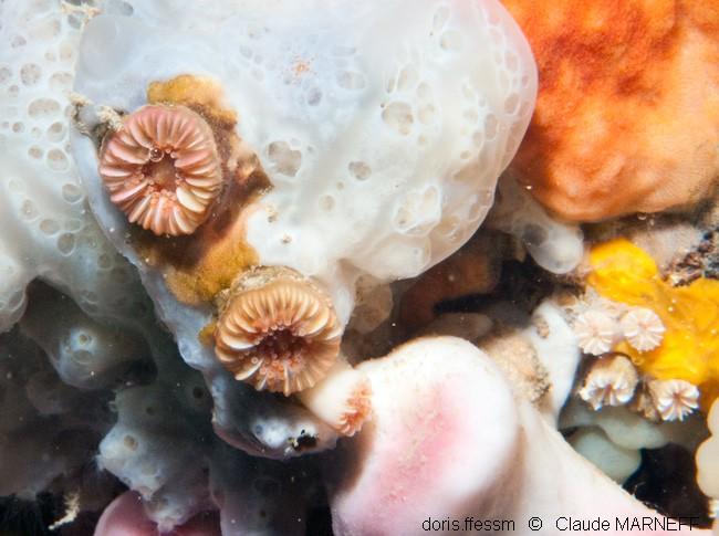 Caryophyllia inornata | DORIS