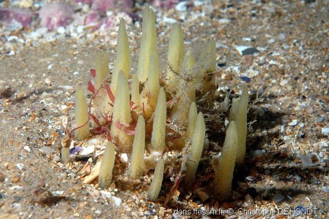 Ciocalypta penicillus | DORIS