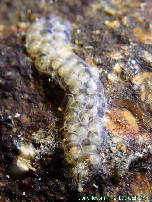 Bithynia tentaculata | DORIS