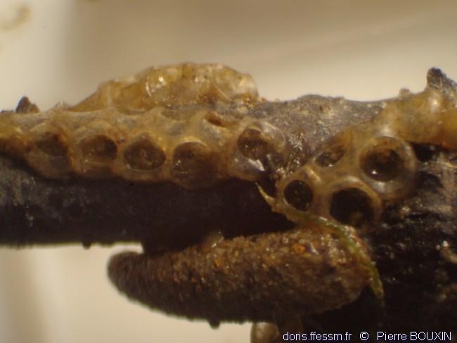 Bithynia Tentaculata Doris