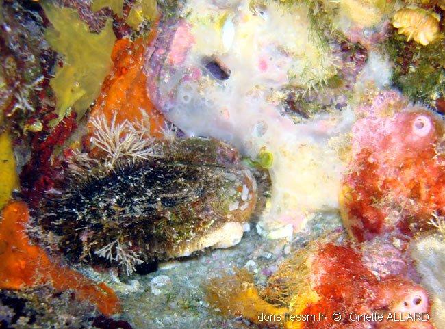 Barbatia barbata | DORIS