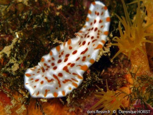 Stylochus plessissii | DORIS