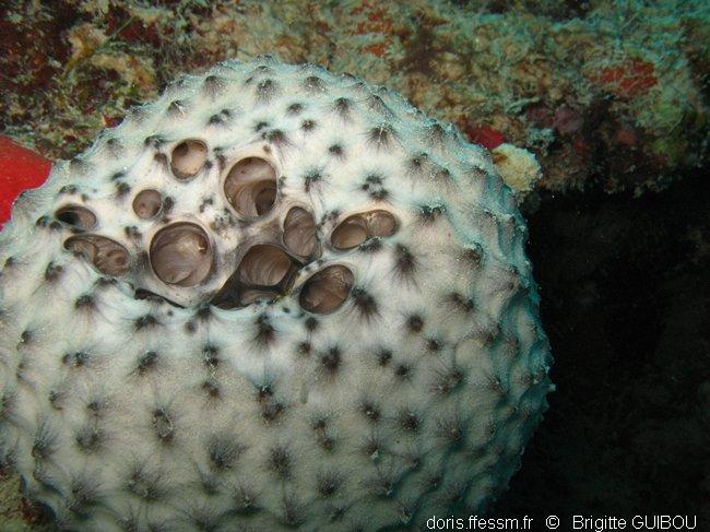 Ircinia spp. | DORIS