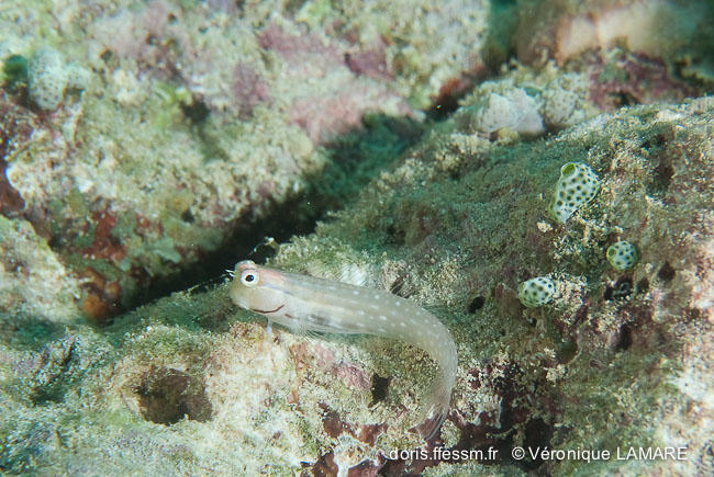 Ecsenius nalolo | DORIS