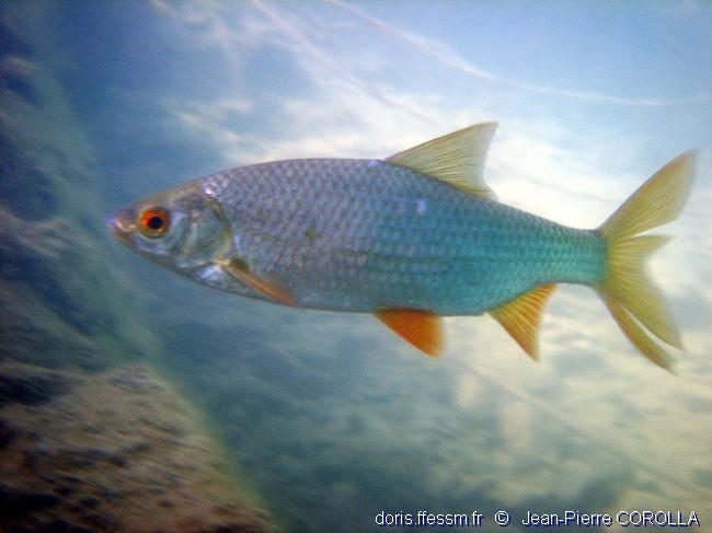 Rutilus rutilus | DORIS