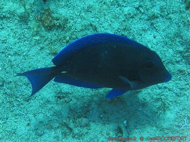 Acanthurus coeruleus | DORIS