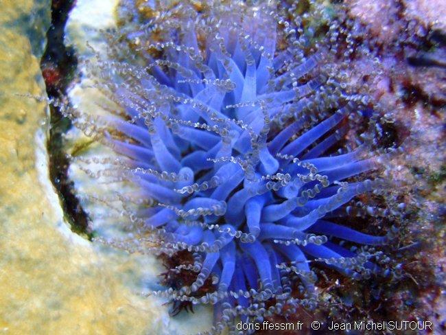 Bartholomea annulata | DORIS