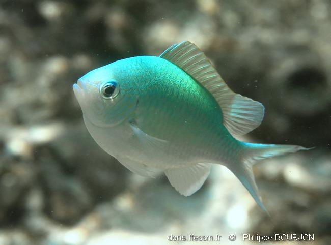 Chromis viridis | DORIS
