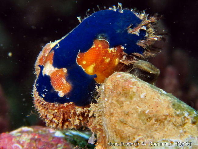 Barbatia barbata | DORIS