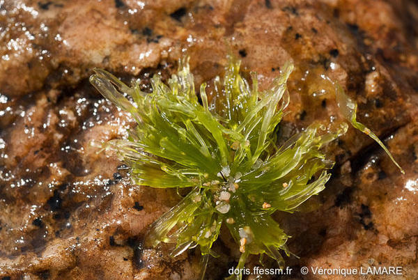 Ulva sp. groupe intestinalis | DORIS