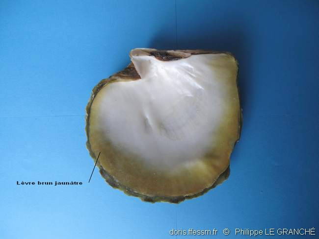 Pinctada margaritifera | DORIS