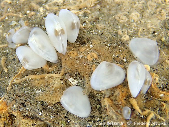 Bornia sebetia | DORIS