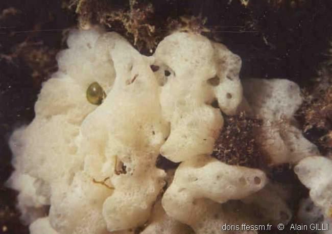 Borojevia cerebrum | DORIS