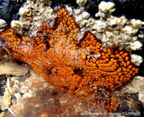 Botrylloides diegensis | DORIS