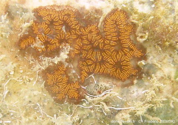 Botrylloides niger | DORIS