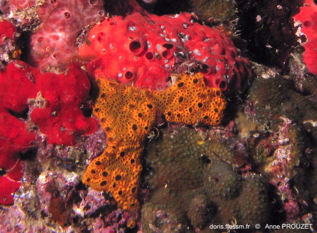 Botryllus planus | DORIS