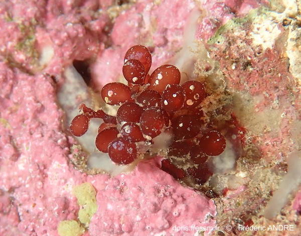 Botryocladia botryoides/ madagascariensis | DORIS