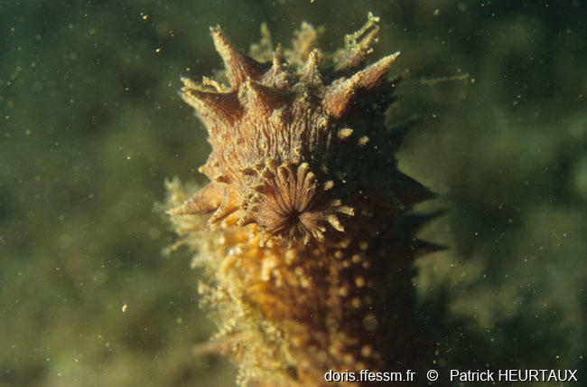 Holothuria (Holothuria) tubulosa | DORIS