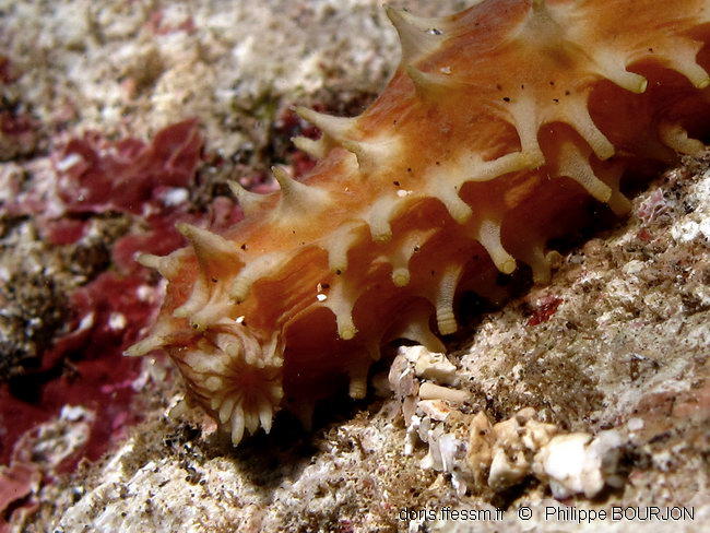 Holothuria (Mertensiothuria) hilla | DORIS