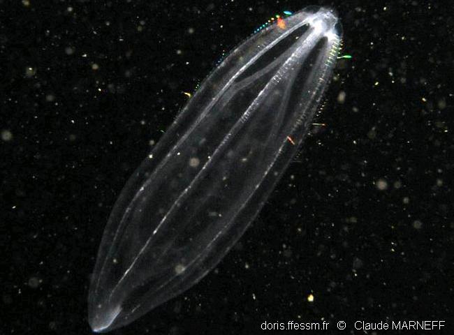 Beroe gracilis | DORIS