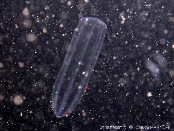 Beroe gracilis | DORIS