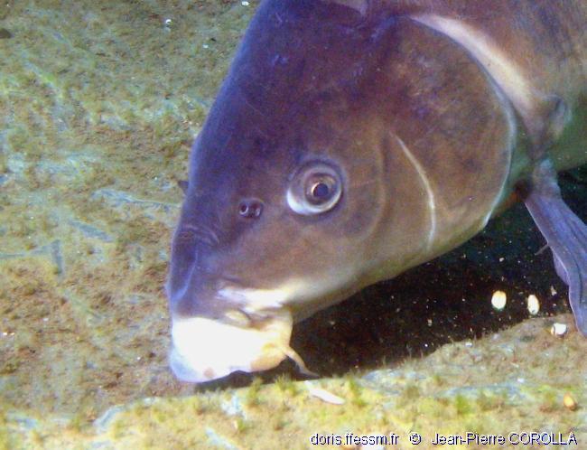 Cyprinus carpio | DORIS