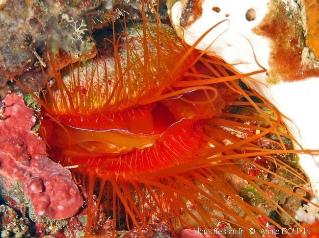 Ctenoides ales | DORIS