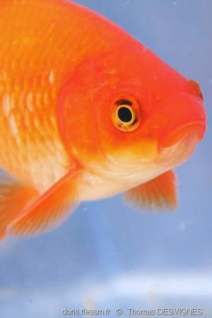 Carassius spp. | DORIS