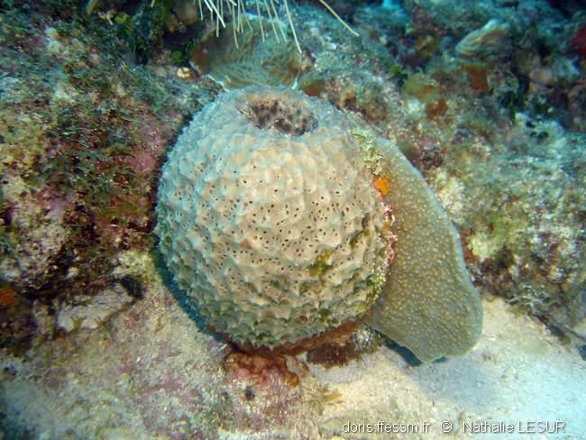 Ircinia spp. | DORIS