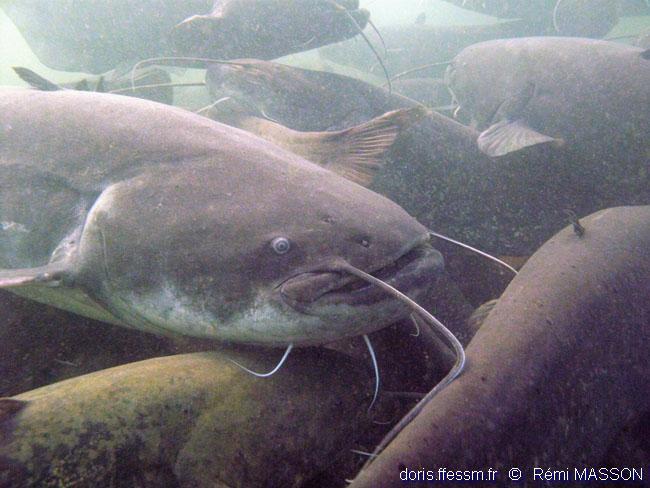 Silurus glanis | DORIS