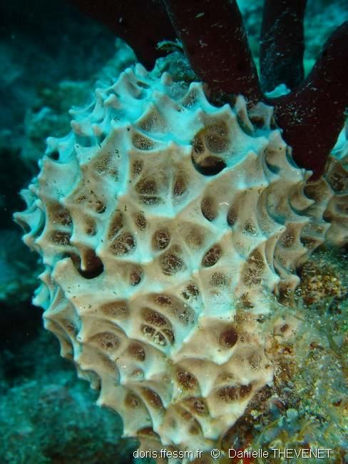 Ircinia spp. | DORIS