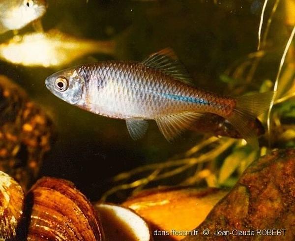 Rhodeus amarus | DORIS
