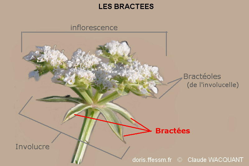 Bractée | Glossaire DORIS