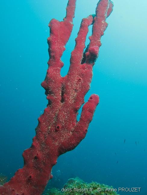 Amphimedon compressa | DORIS