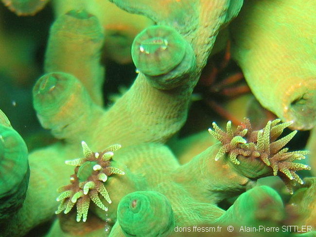 Tubastraea micranthus | DORIS
